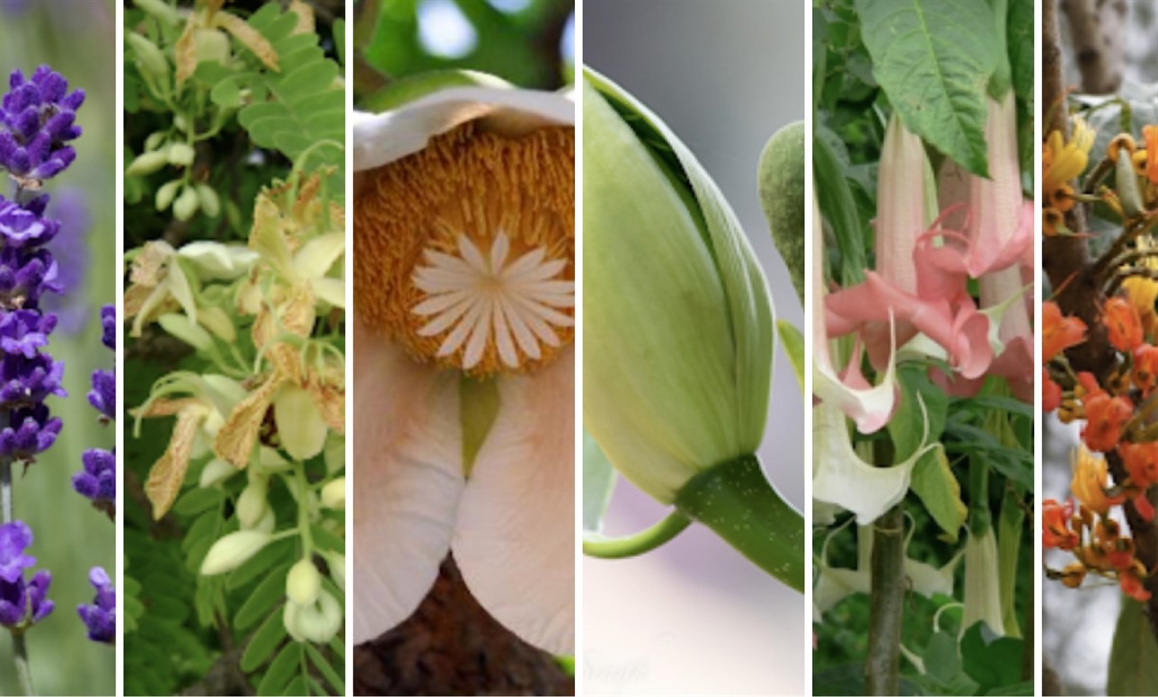 Much ado about medicinal plants - Guided walk - City Botanic Gardens ...