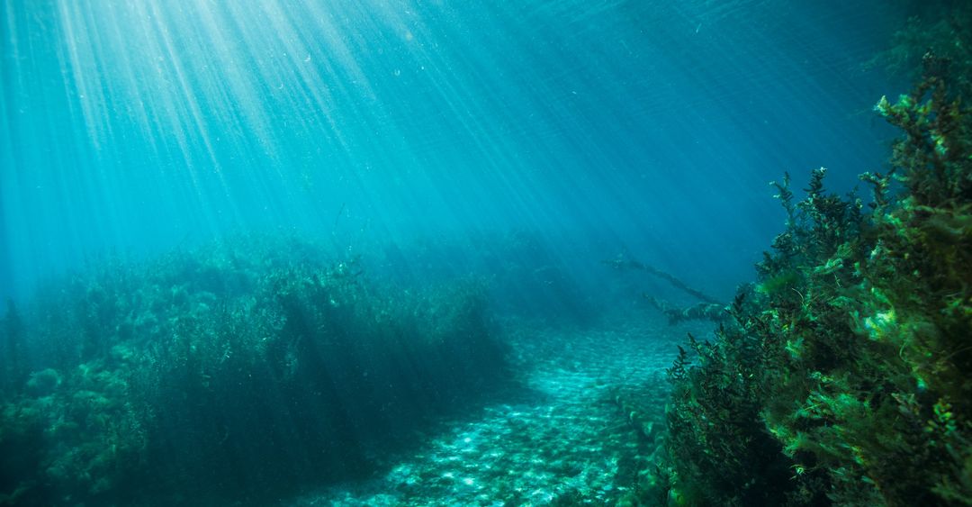 Explore Spring Lake : The Meadows Center for Water and the Environment ...