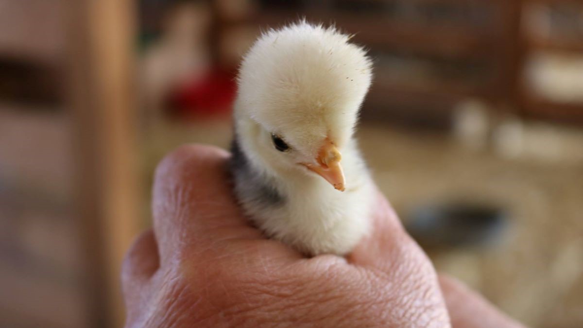 Baby Animal Days, Friday, April 25, 2025, 10am - 3pm