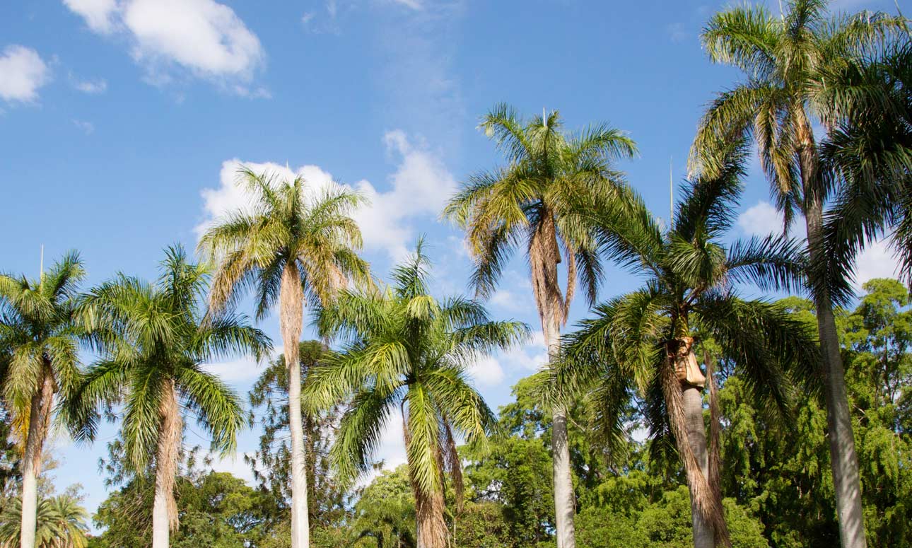 Special guided walk: National Trust Trees of Significance at City ...