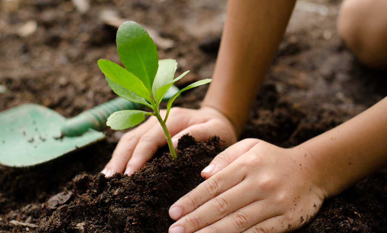 Growing organic, healthy fruit trees at Cox Park, Lota - Via Brisbane