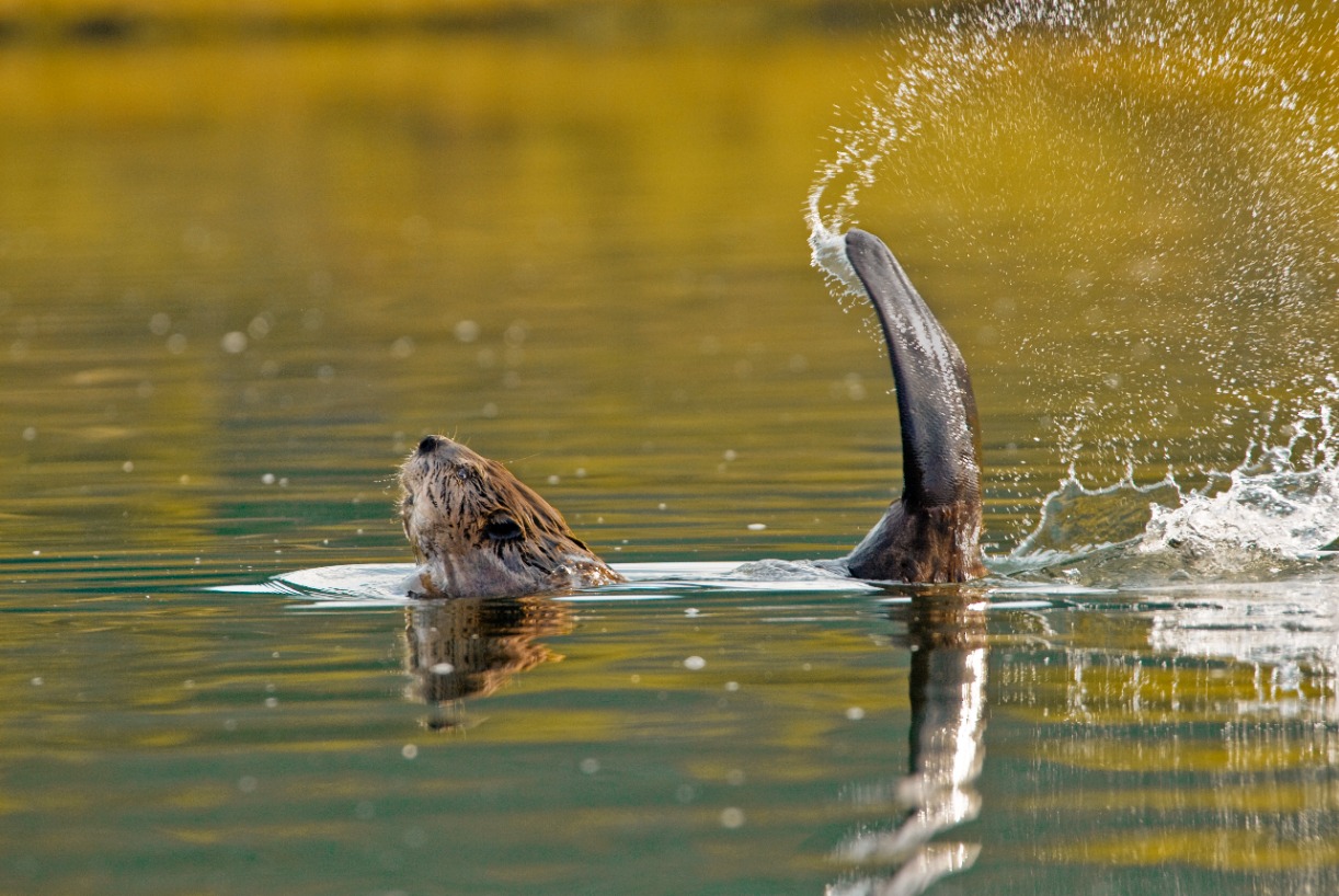 Meet Seattle's Urban Beavers!, Wednesday, Sep 24, 2025, 6 - 7:30 p.m.