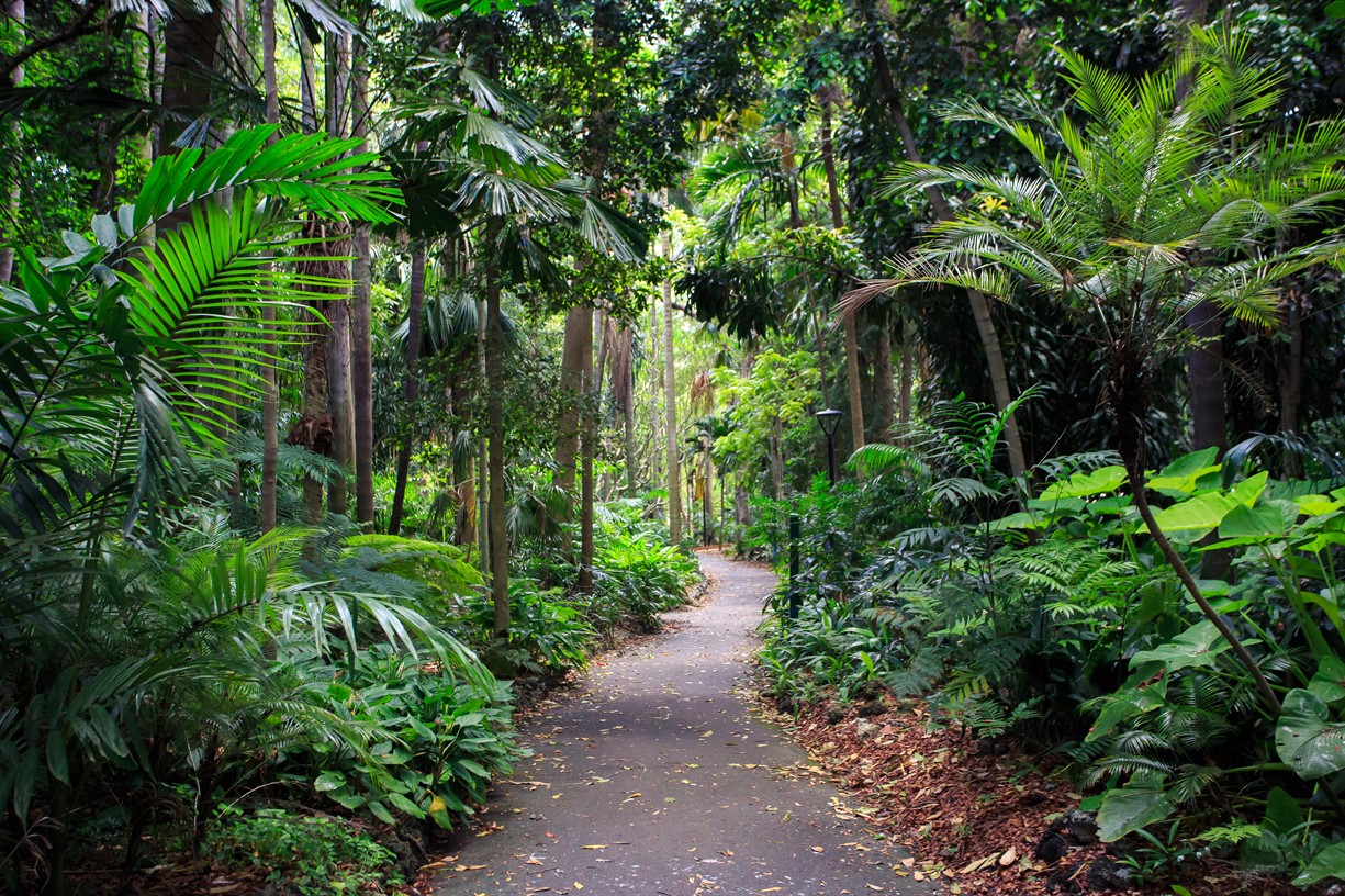 A rainforest ecosystem in the city - Special walk - City Botanic ...