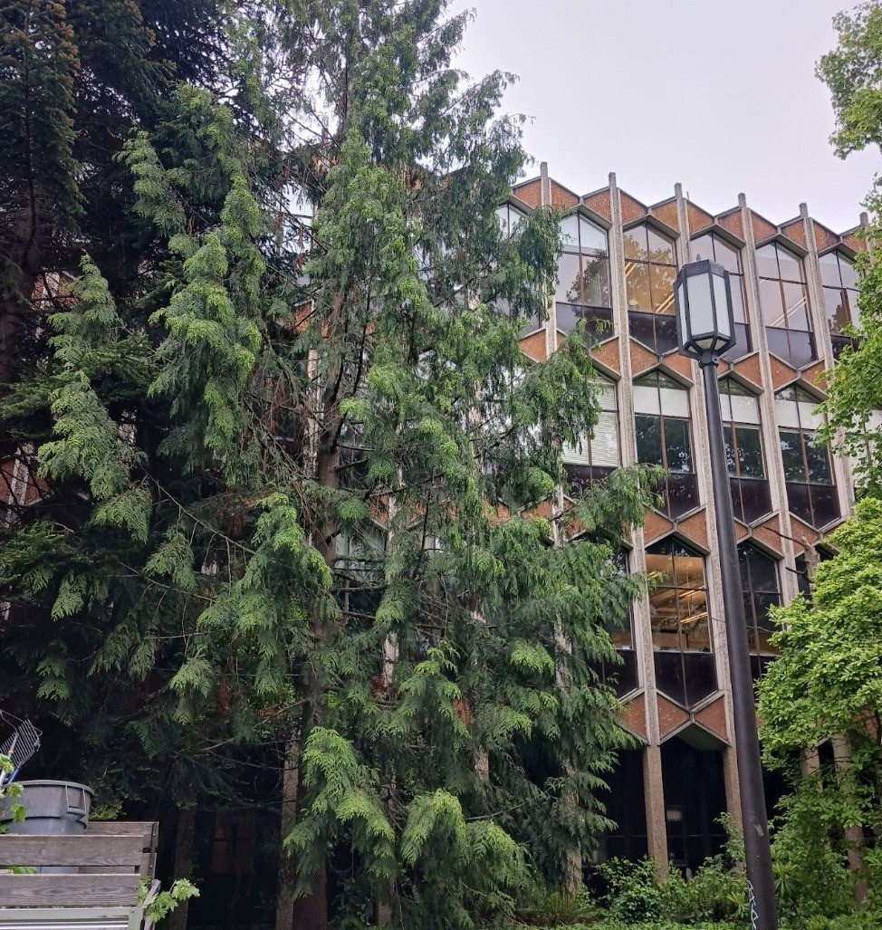 Washington Native Trees Tour, Saturday, May 10, 2025, 2 - 4 p.m.