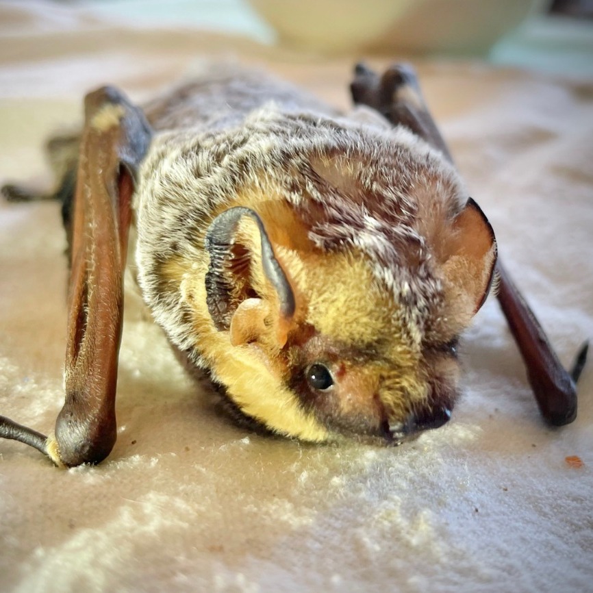 Bat Conservation with NorCal Bats | One Tam