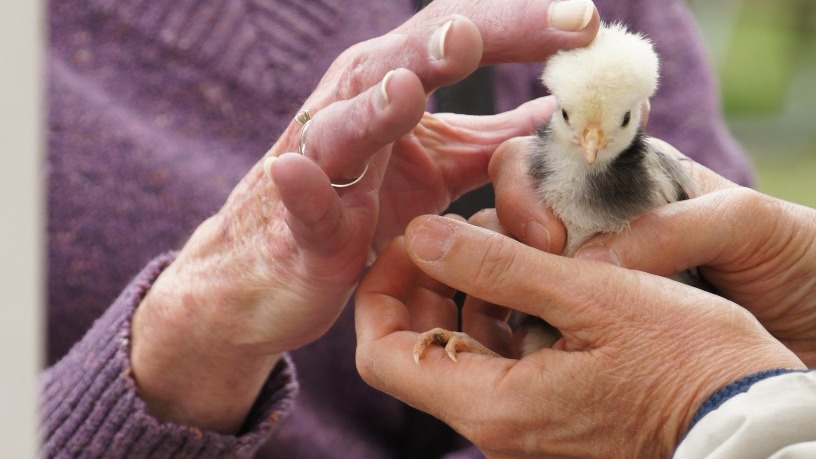 Baby Animal Days, Friday, April 19, 2024, 10am - 3pm