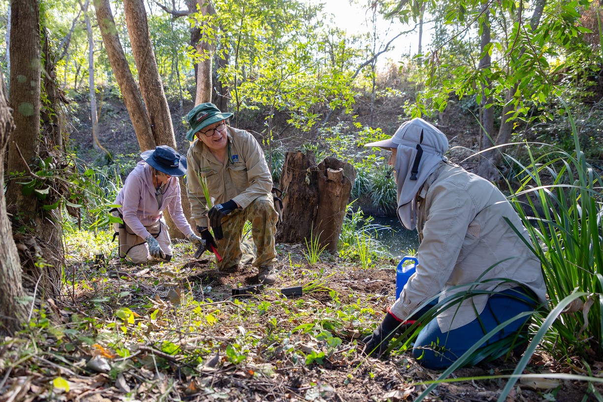 Bushcare Working Bee - Dowse Lagoon Bushcare Group – Sandgate Second ...