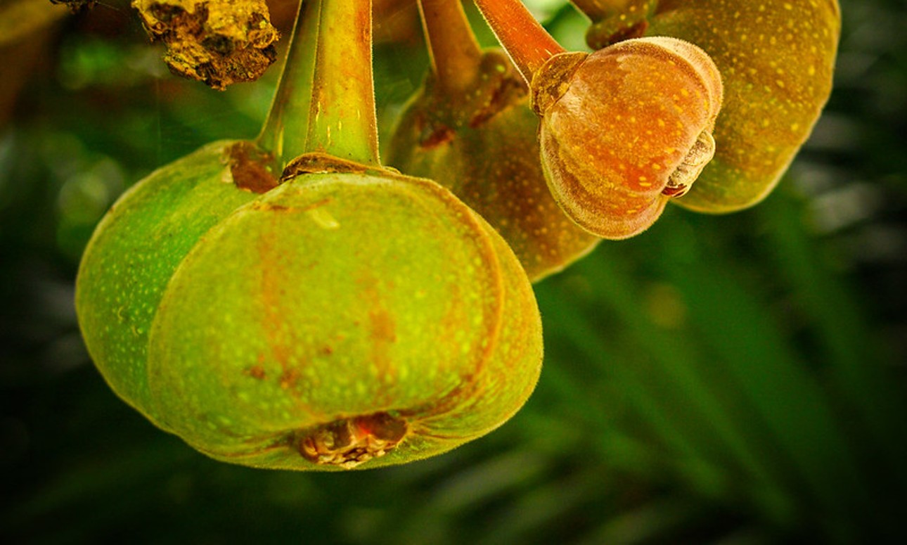 Fantastic figs - Guided walk - City Botanic Gardens at City Botanic ...